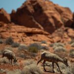 5 Hour Las Vegas Off-Road Secrets: Self Drive Jeep Adventure - The Sum Up