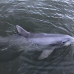 5 Hour Ultimate Lowcountry Day: Up To 6 Guests - Key Points
