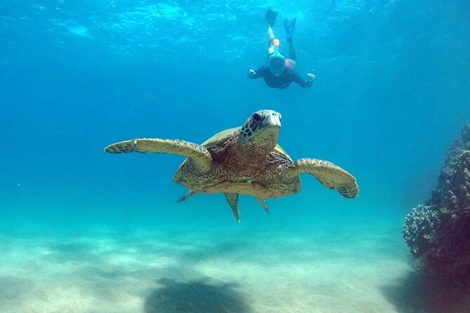 5 in 1 Deluxe Cruise: Turtle Snorkeling, Activities and Pick-Up - Final Words