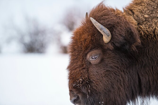 5 Person Full Day PRIVATE Yellowstone Tour- Picnic, Binoculars, Scope, Huge Van - The Experience of the Guide