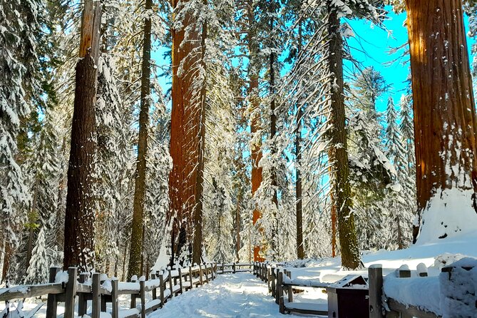 5-Star Rated Sequoia Winter Tour - Who Will Love This Tour?