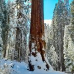5-Star Rated Sequoia Winter Tour - Practical Details: What You Need to Know