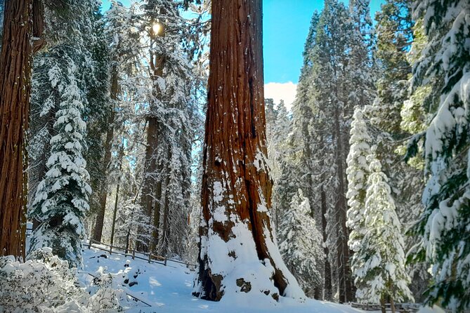 5-Star Rated Sequoia Winter Tour - Practical Details: What You Need to Know
