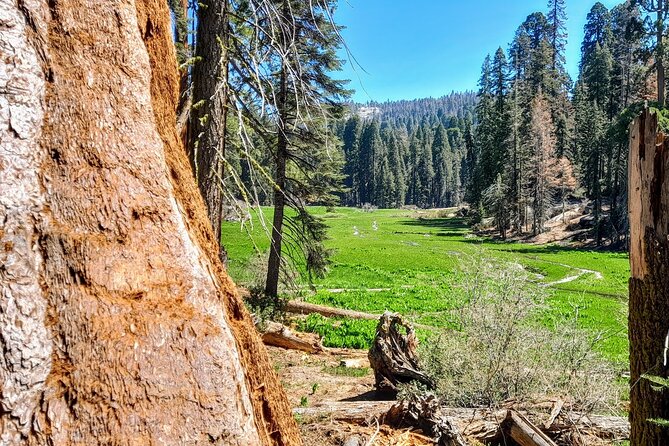 5-Star Rated Sequoia Winter Tour - The Sum Up