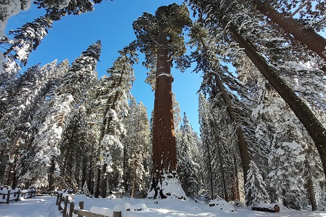 5-Star Rated Sequoia Winter Tour - FAQ