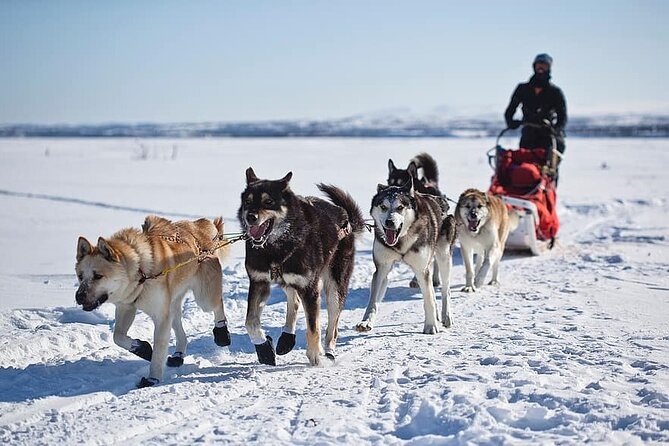 6 Day Winter Wonderland Tour in Yellowstone National Park - In-Depth Look at the Itinerary