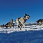 6 Day Winter Wonderland Tour in Yellowstone National Park - Practical Details and What Travelers Need to Know