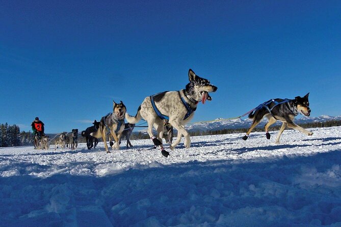 6 Day Winter Wonderland Tour in Yellowstone National Park - Practical Details and What Travelers Need to Know
