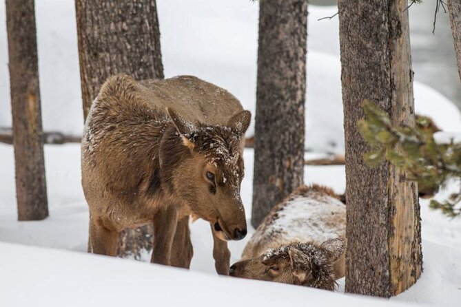 6 Day Winter Wonderland Tour in Yellowstone National Park - Who This Tour Is Best For