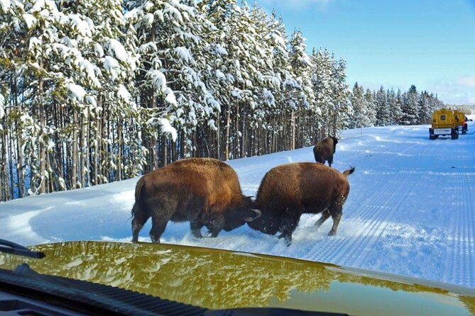 6 Day Winter Wonderland Tour in Yellowstone National Park - FAQs