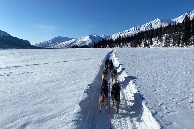 6 Days Brooks Range Expedition Private Tour - Introduction: An Unparalleled Dog Sledding Adventure in Alaska
