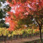 6 Hour Napa or Sonoma Valley Wine Tour by Private SUV - Who Is This Tour Best For?