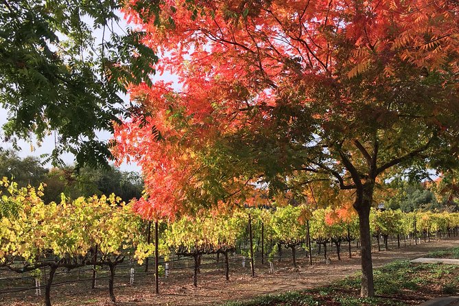 6 Hour Napa or Sonoma Valley Wine Tour by Private SUV - Who Is This Tour Best For?