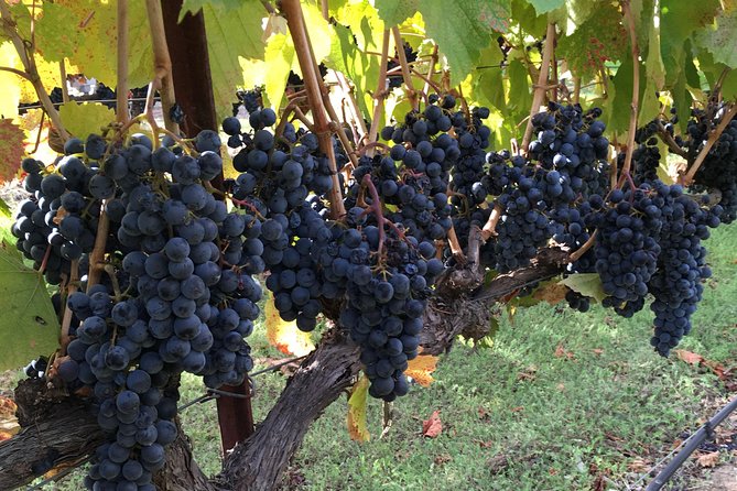 6 Hour Napa or Sonoma Valley Wine Tour by Private SUV - FAQs