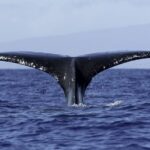6 Hour Private Charter in Kona - Authentic Experiences from Real Travelers