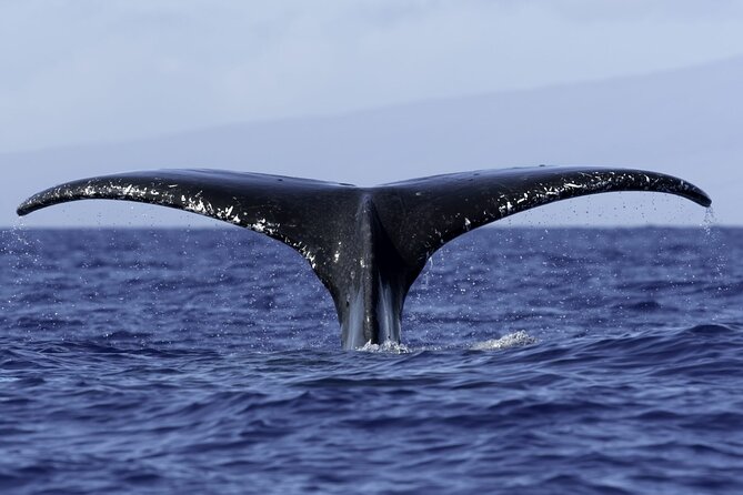 6 Hour Private Charter in Kona - Authentic Experiences from Real Travelers
