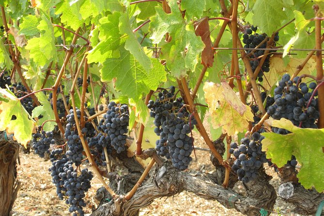 6-Hour Private Wine Country Tour of Napa in Crossover SUV (up to 6 people) - FAQs