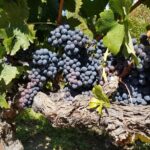 6 Hour Sonoma Pinot Noir and or Zinfandel Wine Tasting Tour - FAQs