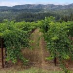 6 Hour Sonoma Wine Tasting Tour from San Francisco - An In-Depth Look at the Sonoma Wine Tasting Tour