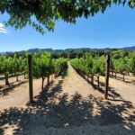 6-Hour Sparkling Wine Tour of Napa Valley - The Itinerary: What to Expect