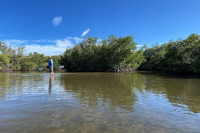 6-Hr Tropical Mangroves, Coastal River and Ocean Wildlife Watch - What Makes This Tour Special?