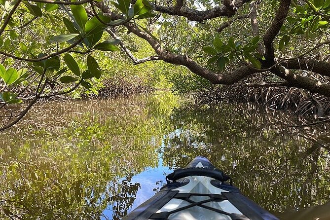 6-Hr Tropical Mangroves, Coastal River and Ocean Wildlife Watch - Practical Considerations