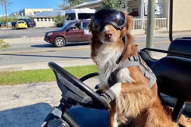 6 Passenger Golf Cart Rental in Key West - Who Should Consider This Rental?