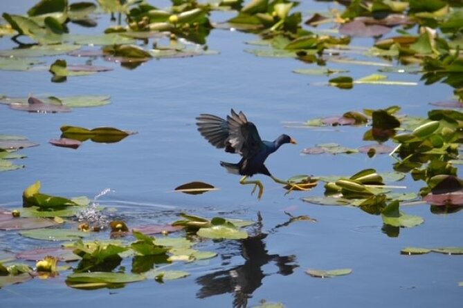 60 min Private Everglades Airboat Ride in Miami - FAQs