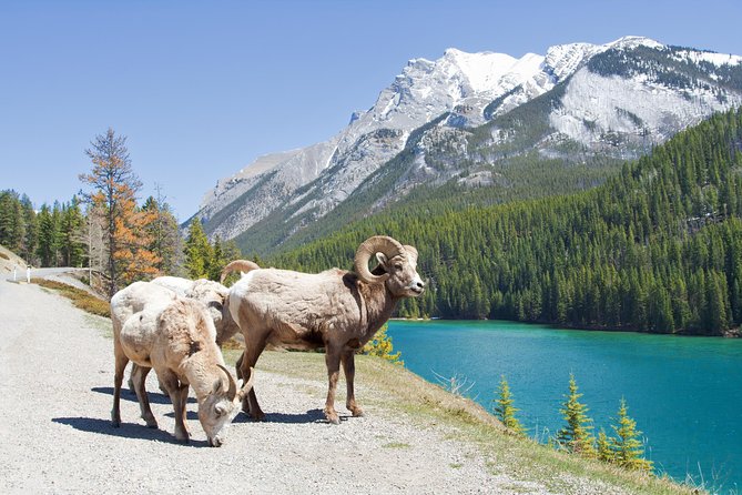 7-Day Small Group Tour: Canadian Rockies and National Parks - The Value of Guided Small Group Tours