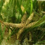7 Hour Private Scalloping Package in Mangrove Point - Final Thoughts