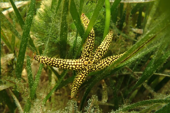 7 Hour Private Scalloping Package in Mangrove Point - Final Thoughts
