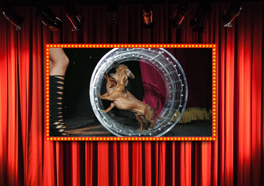 75-Minute Popovich Comedy Pet Theater in Las Vegas - Practical Tips for Visitors