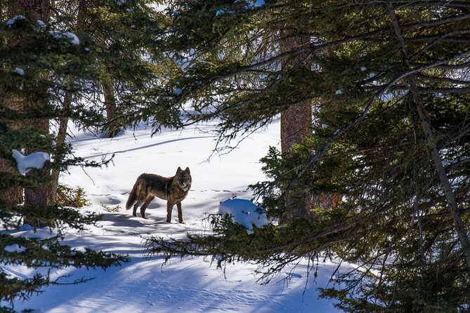 8 Hour Combination Snowshoe & Wildlife Viewing in Grand Teton National Park - Who Should Consider This Tour?