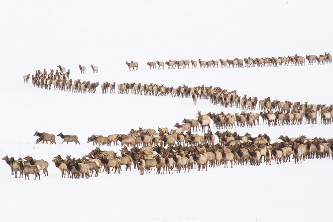 8 Hour Combination Snowshoe & Wildlife Viewing in Grand Teton National Park - FAQs