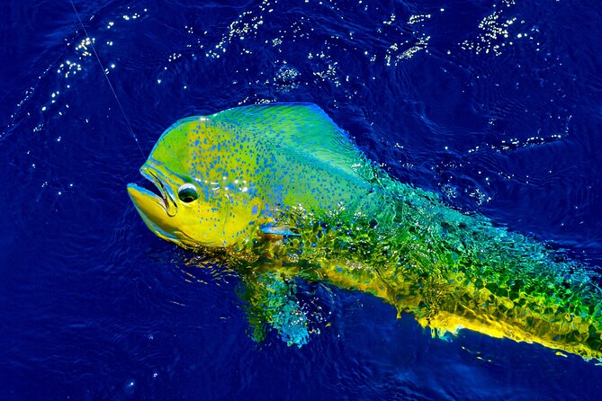 8 Hour Maui Private Fishing with Steady Pressure Charters - FAQ