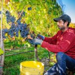8 Hour Napa or Sonoma Wine Tour in Private Limousine - The Practicalities: What You Need to Know