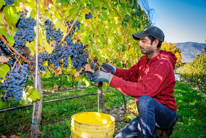 8 Hour Napa or Sonoma Wine Tour in Private Limousine - The Practicalities: What You Need to Know