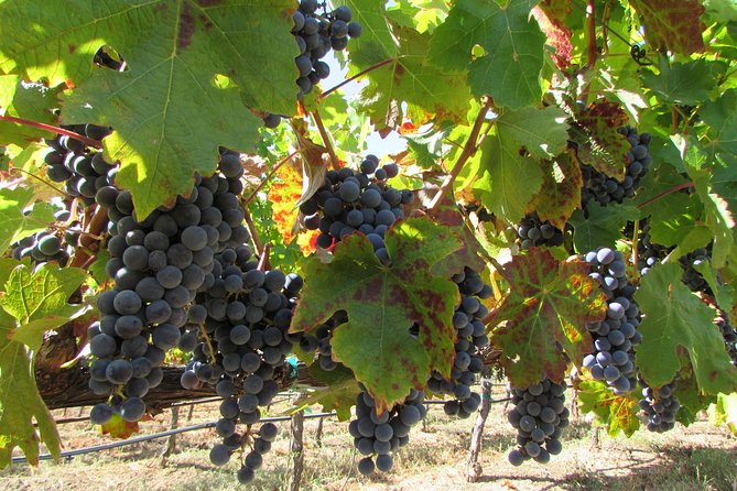 8 Hour Private Customized Wine Tour up to 7 Guests Napa & Sonoma - Who Should Book This Tour?