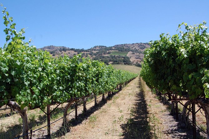 8 Hour Private Tour in Napa Valley Winery - The Itinerary: What to Expect