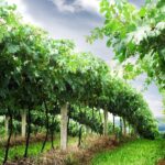 8 Hour Private Tour in Wine Country from San Francisco - Who Will Love This Tour?