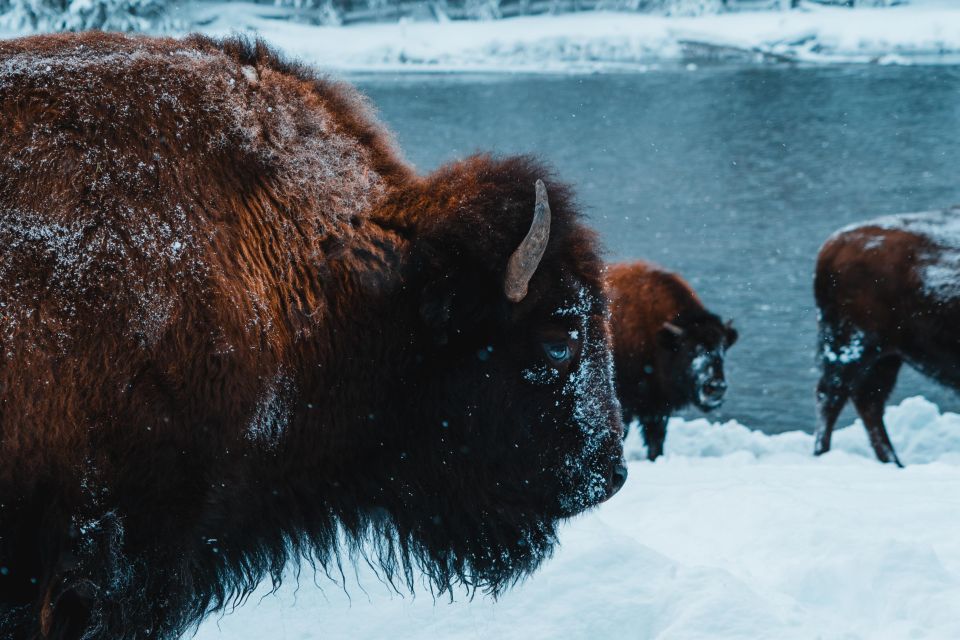 9-Day winter Yellowstone Tour with Southern Utah and Arizona - Exploring Yellowstone and Grand Teton