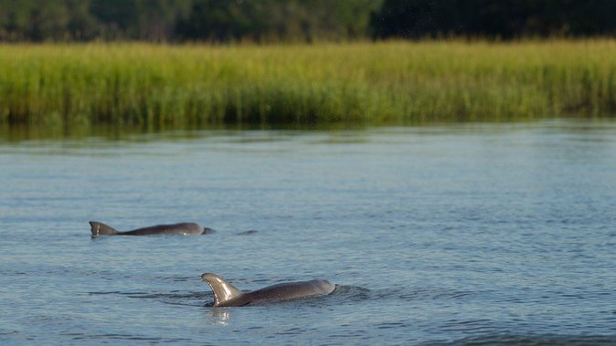 90-Minute Dolphin and Nature Tour of Hilton Head - A Closer Look at the Tour Experience