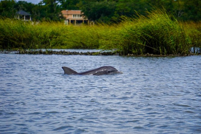 90-Minute Dolphin and Nature Tour of Hilton Head - The Sum Up