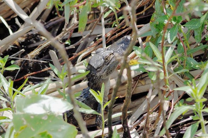 90 minute Everglades Airboat Tour near Orlando Florida - The Guides’ Role