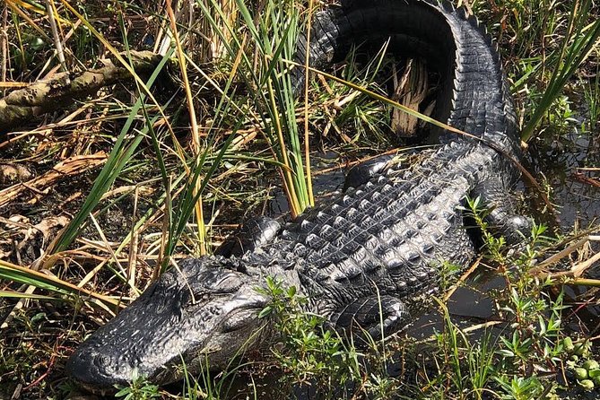 90 minute Everglades Airboat Tour near Orlando Florida - The Comfort and Atmosphere