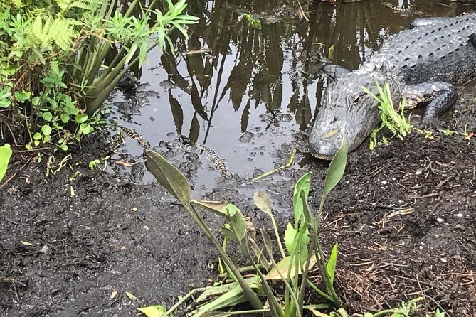 90 minute Everglades Airboat Tour near Orlando Florida - Group Size and Personal Attention