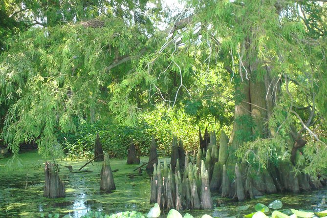 90 minute Everglades Airboat Tour near Orlando Florida - Price and Value