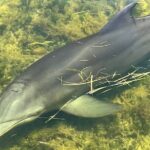 90-Minute Guided Eco Airboat Tour in Homosassa - The Sum Up