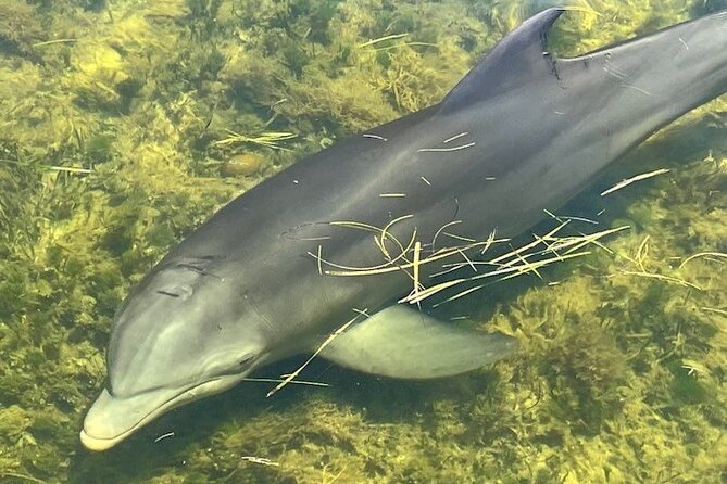 90-Minute Guided Eco Airboat Tour in Homosassa - The Sum Up