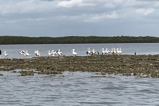 90-Minute Guided Eco Airboat Tour in Homosassa - FAQ